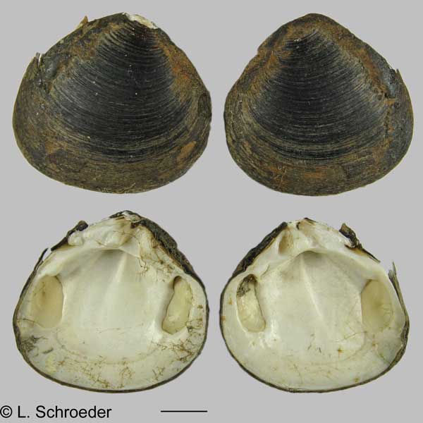 Bivalves - Astartidae, Carditidae